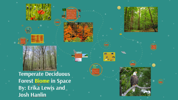 Temperate Deciduous Forest Biome in Space by: Erika Lewis and Josh ...