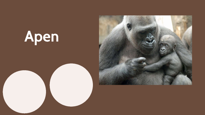 Spreekbeurt Apen by Ansaar Omar on Prezi