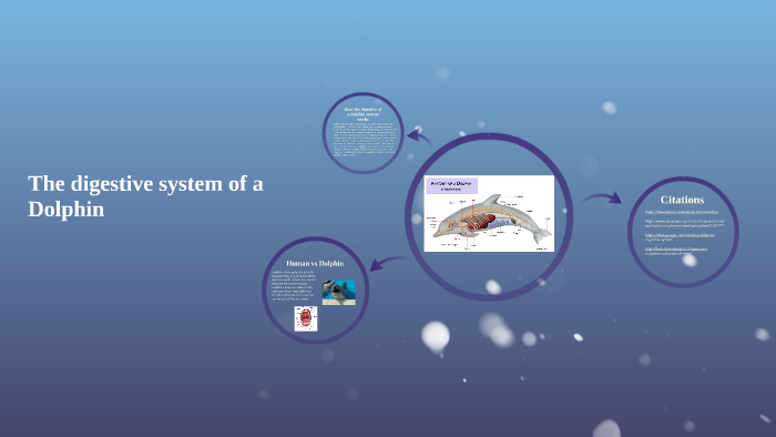 The digestive system of a Dolphin by charlie luet on Prezi