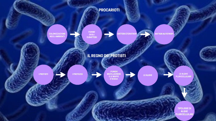 Procarioti e il regno dei protisti by Beatrice Guidi on Prezi