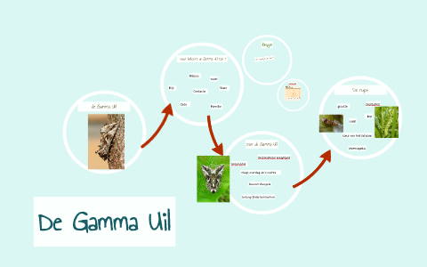de Gamma Uil by anne van de laar on Prezi