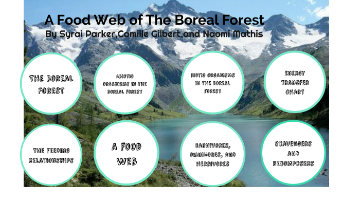 Boreal Forest Food Web by phenix parker on Prezi