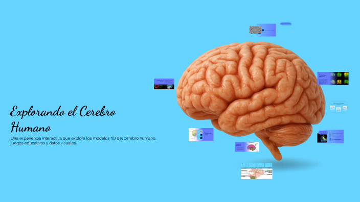Explorando el Cerebro Humano by Emiy Natasha Robles Collaguazo on Prezi