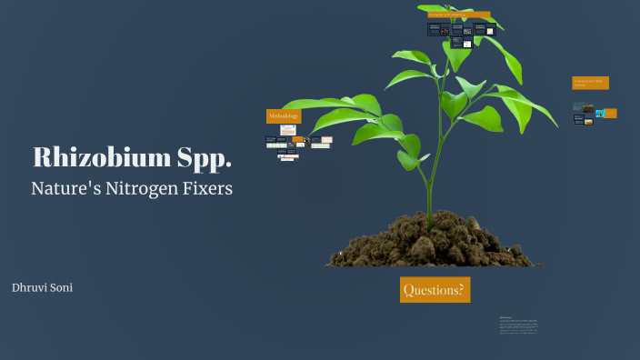 Rhizobium Spp. by Dhruvi Soni on Prezi