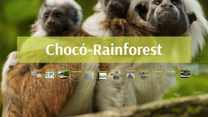 Choco-Rainforest by Daniela Pardo Gutiérrez on Prezi
