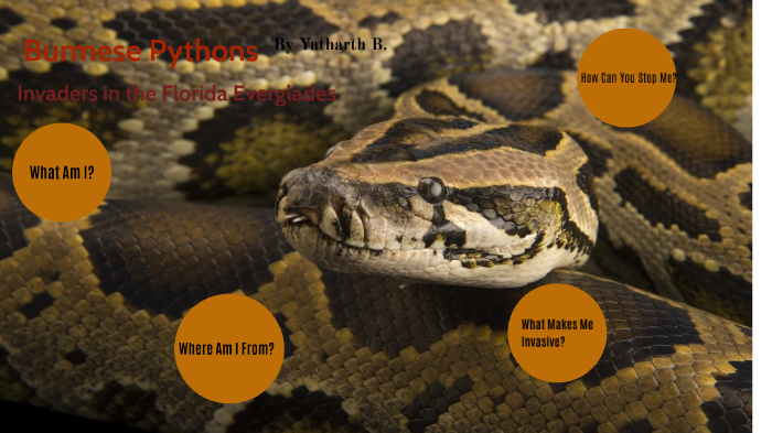 Burmese Pythons by Crazy Guy on Prezi
