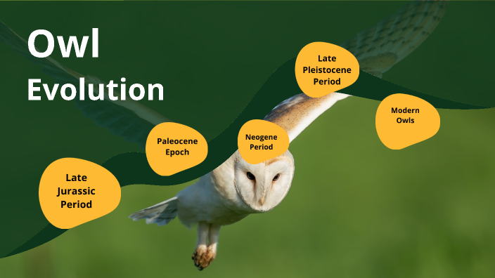 Owl Evolution by Kewei Zhang on Prezi