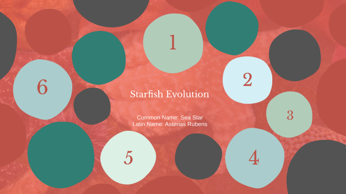 Starfish Evolution by Vanna Graves on Prezi