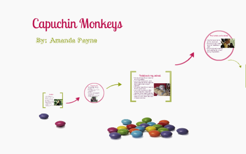 Evolution of Capuchin Monkeys by Amanda Payne on Prezi