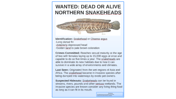 WANTED: DEAD OR ALIVE by Phillip Thai on Prezi