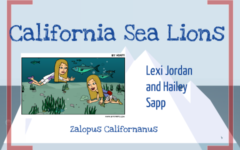Sea lions by Hailey Sapp on Prezi