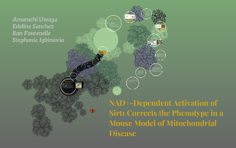 NAD+-Dependent Activation of Sirt1 Corrects the Phenotype in by Edeline ...