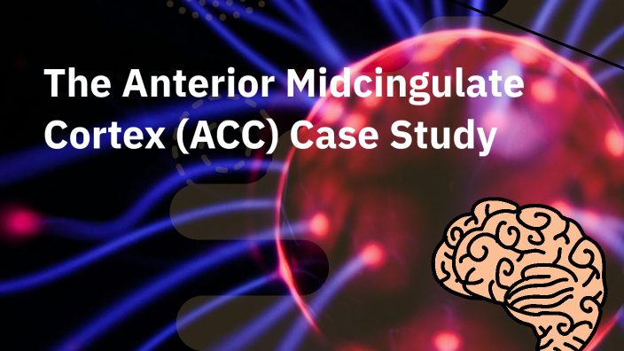 Anterior Midcingulate Cortex by Sam Penrose on Prezi