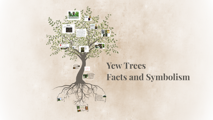 Yew Trees facts and symbolism by Patricia Bronson on Prezi