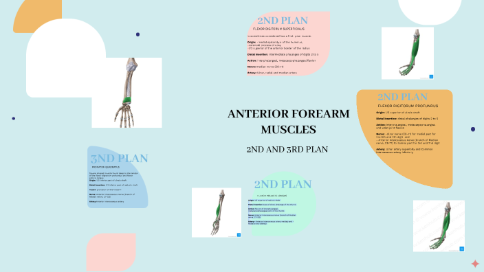 2nd and 3nd plan muscles of the forearm by Sandra P on Prezi
