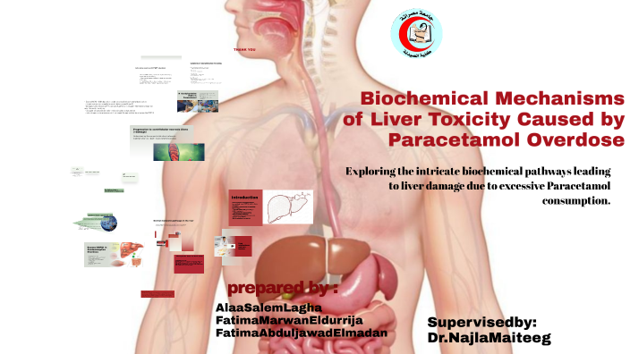 Biochemical Mechanisms of Liver Toxicity Caused by Paracetamol Overdose ...