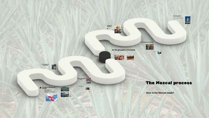 El Proceso de Mezcal by juan perez on Prezi