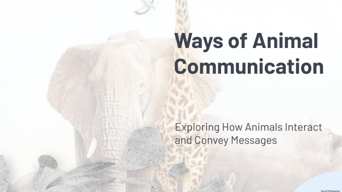 Ways of Animal Communication by أحمد بن خلفان الهنائي on Prezi