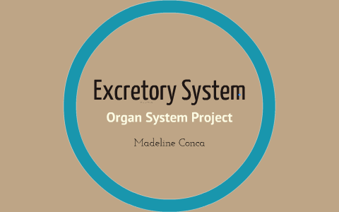 Excretory System by Madeline Conca on Prezi
