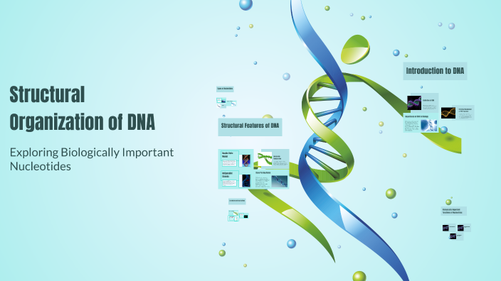 Structural Organization of DNA by Ankit Singh on Prezi