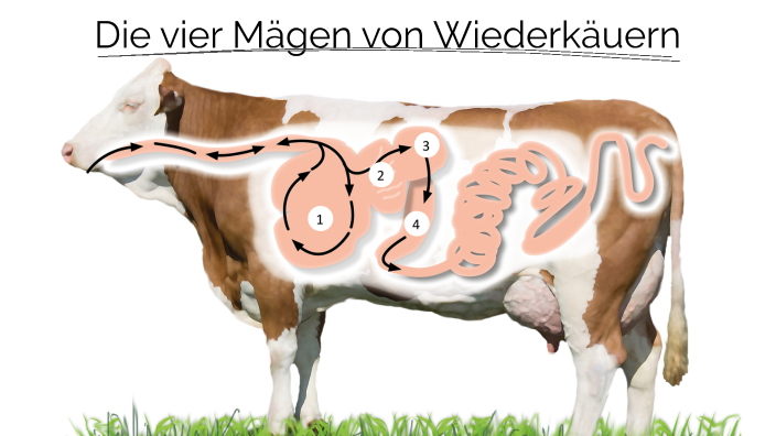 Erklärvideo: Die Mägen von Wiederkäuern am Beispiel des Rindes by Zoë ...