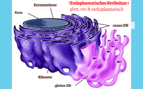 endoplasmatisches Retikulum by Anna Hülsmann on Prezi