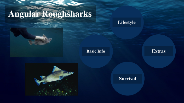 Angular Roughsharks by Julia Barnes on Prezi