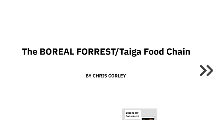 The Taiga Food Chain by Christopher Corley on Prezi