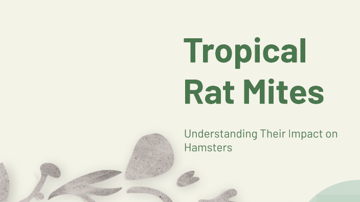 Tropical Rat Mites by Sydney on Prezi