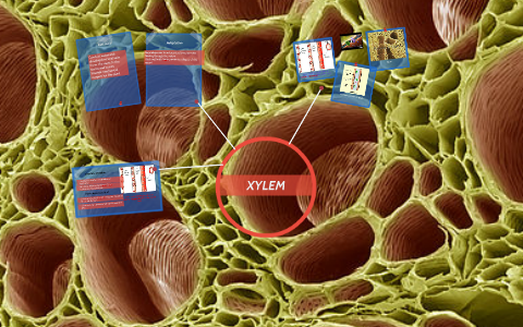 xylem vessels showing the different paterns of lignification by Pinky ...