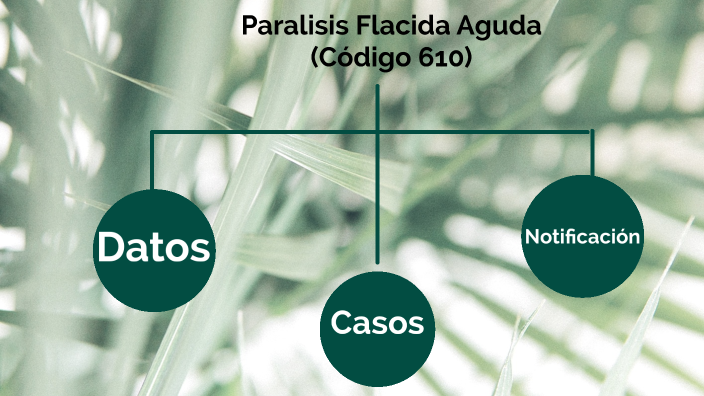 Parálisis flácida aguda by daniela castiblanco on Prezi