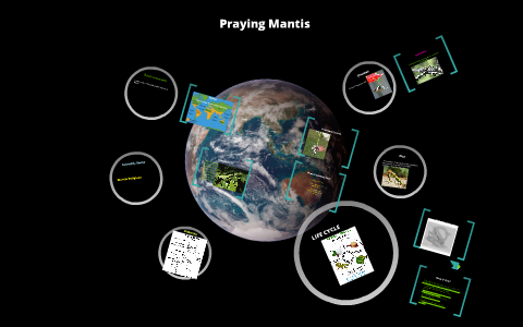 INSECT PROJECT by Thomas Rybacki on Prezi