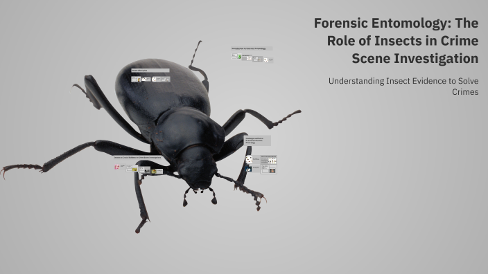 Forensic Entomology: The Role of Insects in Crime Scene Investigation ...