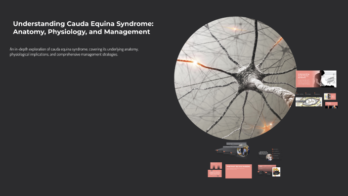 Understanding Cauda Equina Syndrome: Anatomy, Physiology, and ...
