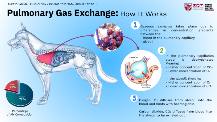 Pulmonary Gas Exchange by Nur Zahrah on Prezi