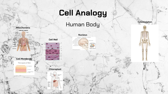 Cell Analogy (human body) by Adrianna on Prezi