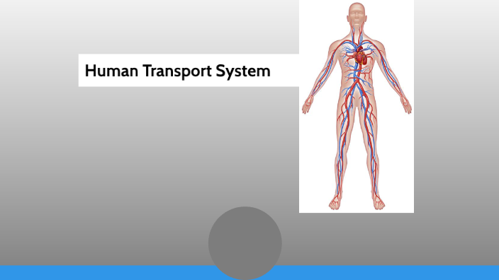 Human Transport System by Marla Detera on Prezi