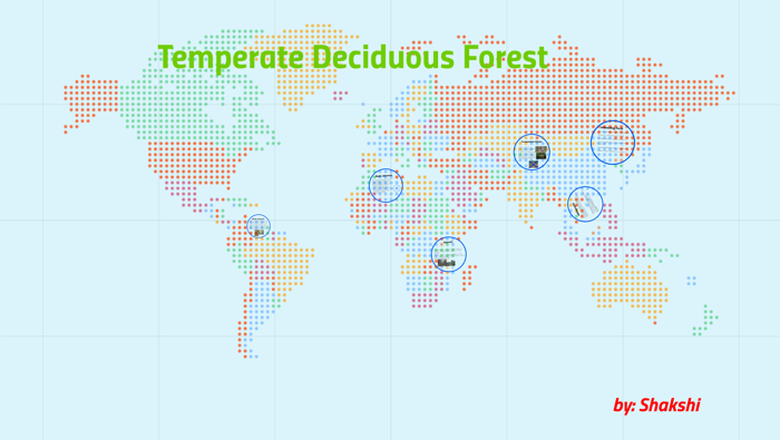 Temperate Deciduous Forest by