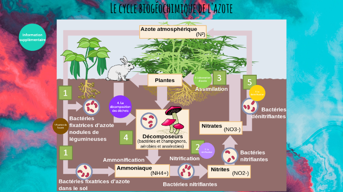 cycle biogéochimique de l'azote by Ares Alexandra on Prezi