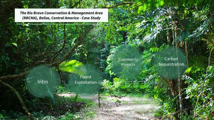 The Rio Bravo Conservation & Management Area (RBCMA), Belize, Central ...
