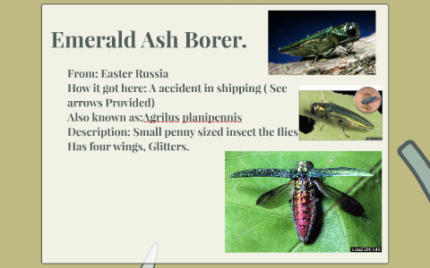 Wanted: Emerald Ash Borer. by Liam Mosher on Prezi