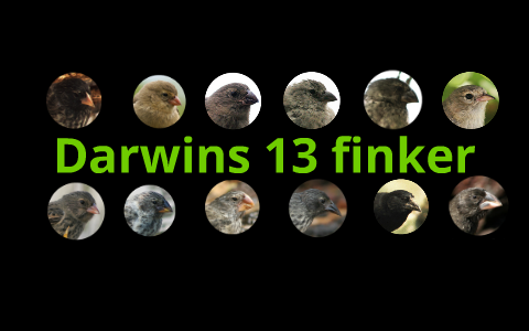 Darwins 13 finker by tobias kristiansen on Prezi