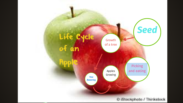 Life cycle of an apple by Eliza Collins on Prezi