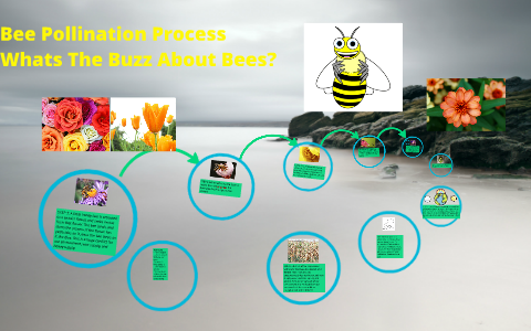 Bee Pollination Process by Joshua Giebelhaus on Prezi