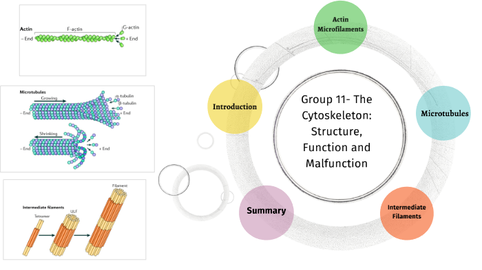 Intermediate Filament Function