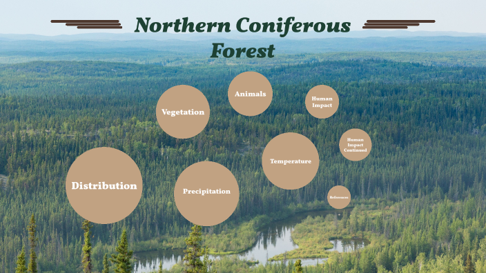 Northern Coniferous Forest Biome by Claire Buck on Prezi