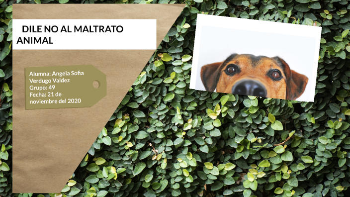 DILE NO AL MALTRATO ANIMAL by Sofia Verdugo on Prezi