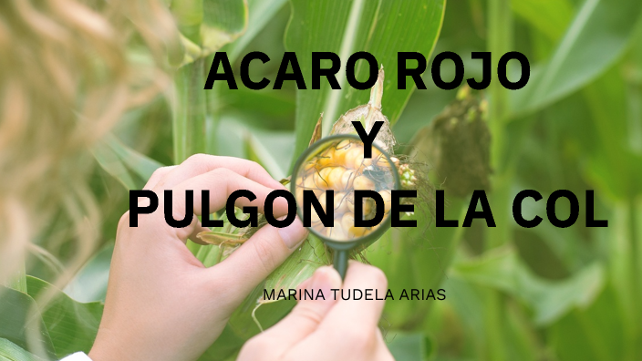ACARO ROJO Y PULGON DE LA COL by marina tudela arias on Prezi