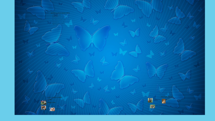 procyon wildlife by Trinity Millard