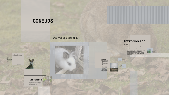 CONEJOS by PERLA GISSEL OLMOS ROJAS on Prezi